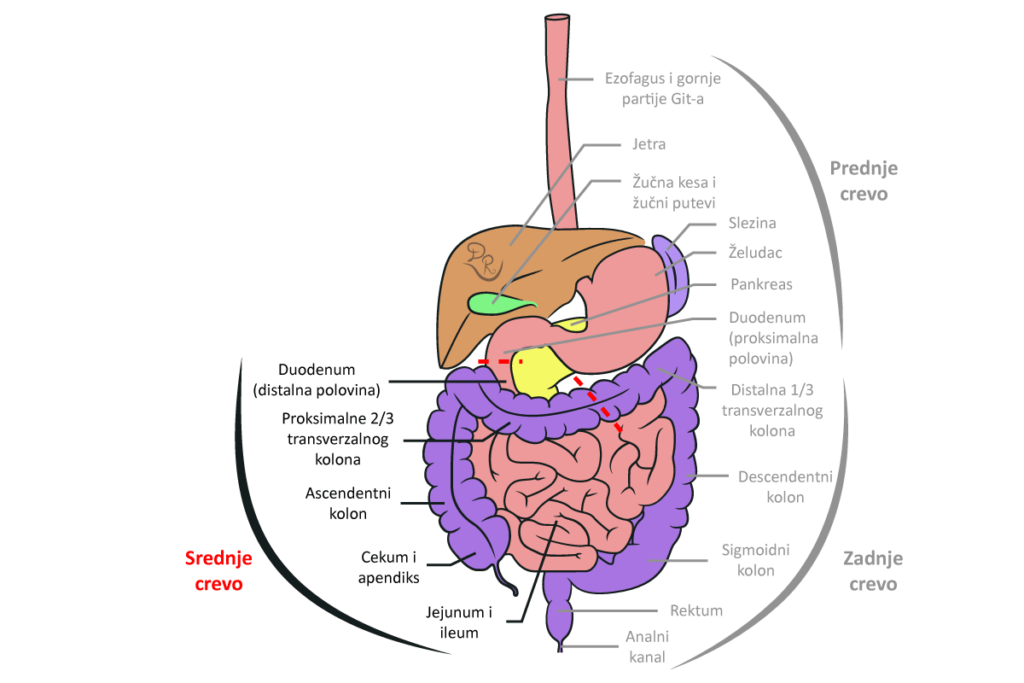 Razvoj Gastrointestinalnog (digestivnog) trakta - Fascija.com