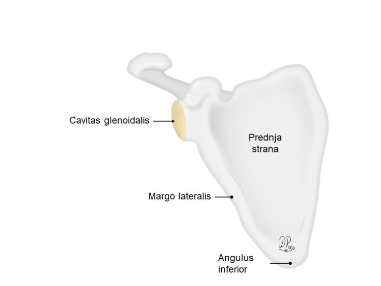 Scapula-lopatica - Fascija.com