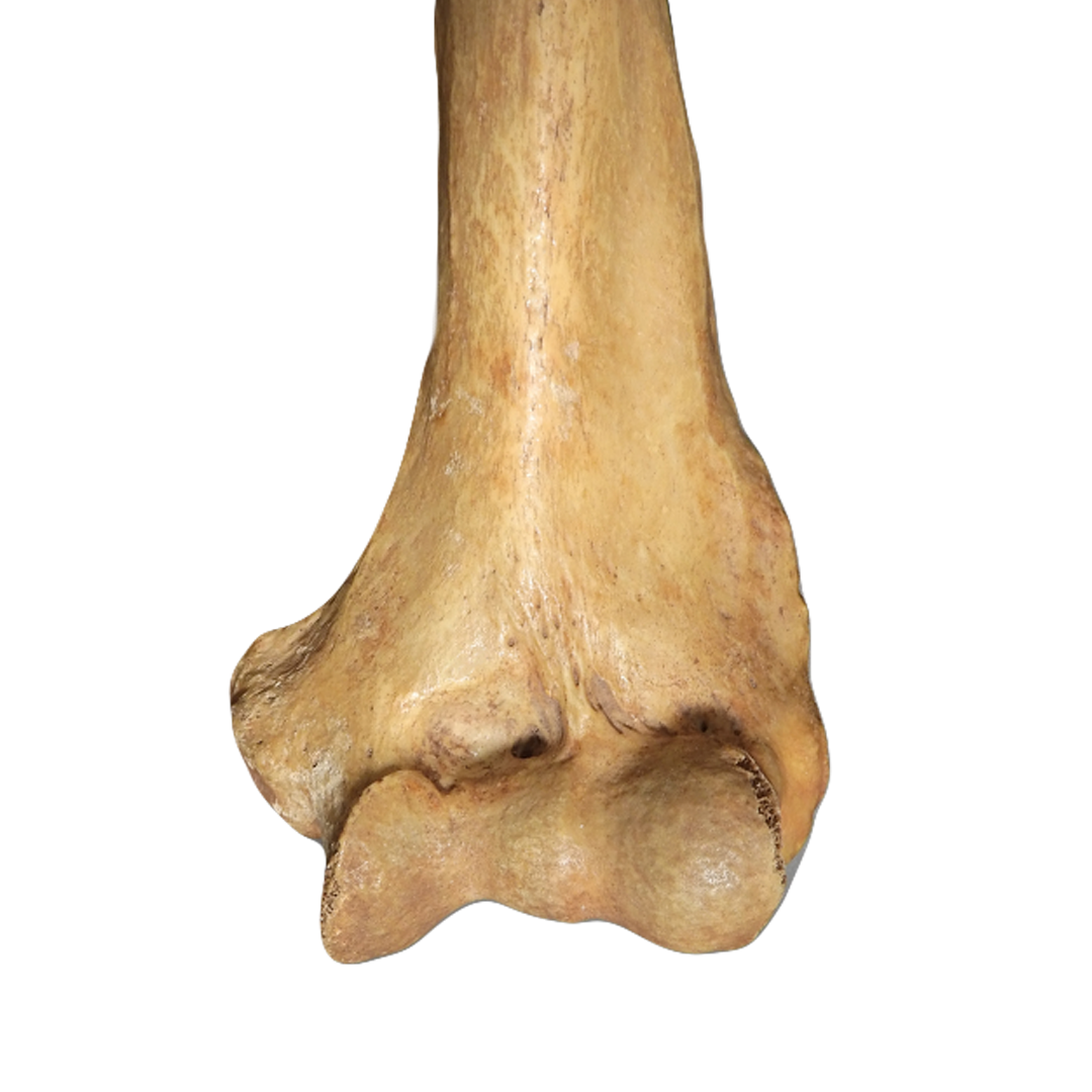 Humerus (Ramena Kost) - Test - Fascija.com